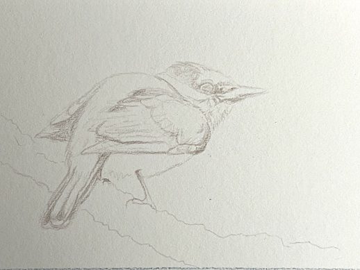 How to Draw a Realistic Bird in Colored Pencil Step-by-Step