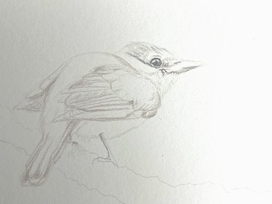 How to Draw a Realistic Bird in Colored Pencil Step-by-Step