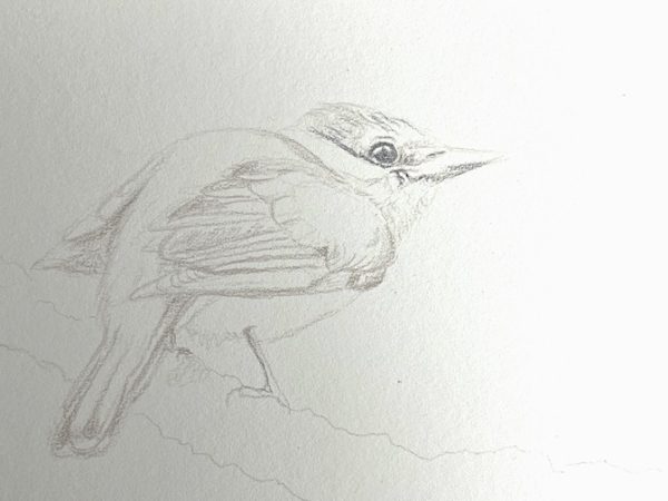 How to Draw a Realistic Bird in Colored Pencil Step-by-Step