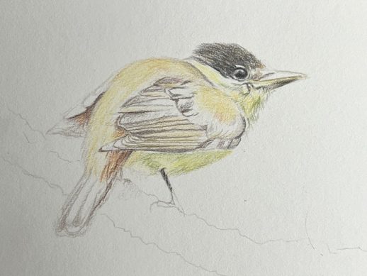 How to Draw a Realistic Bird in Colored Pencil Step-by-Step
