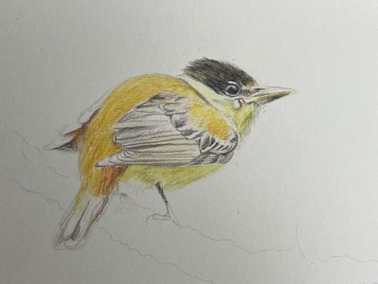 How to Draw a Realistic Bird in Colored Pencil Step-by-Step