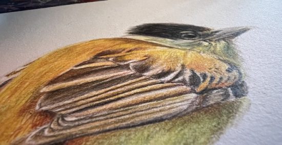 How to Draw a Realistic Bird in Colored Pencil Step-by-Step