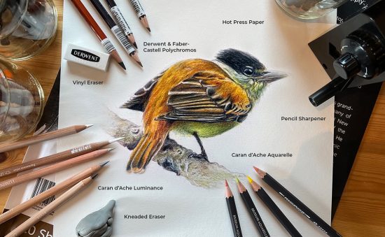How to Draw a Realistic Bird in Colored Pencil Step-by-Step